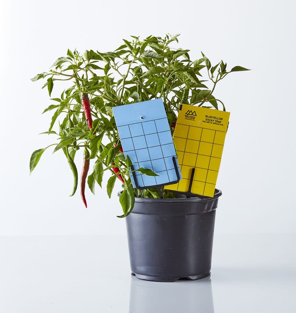 Yellow & Blue Sticky Cards